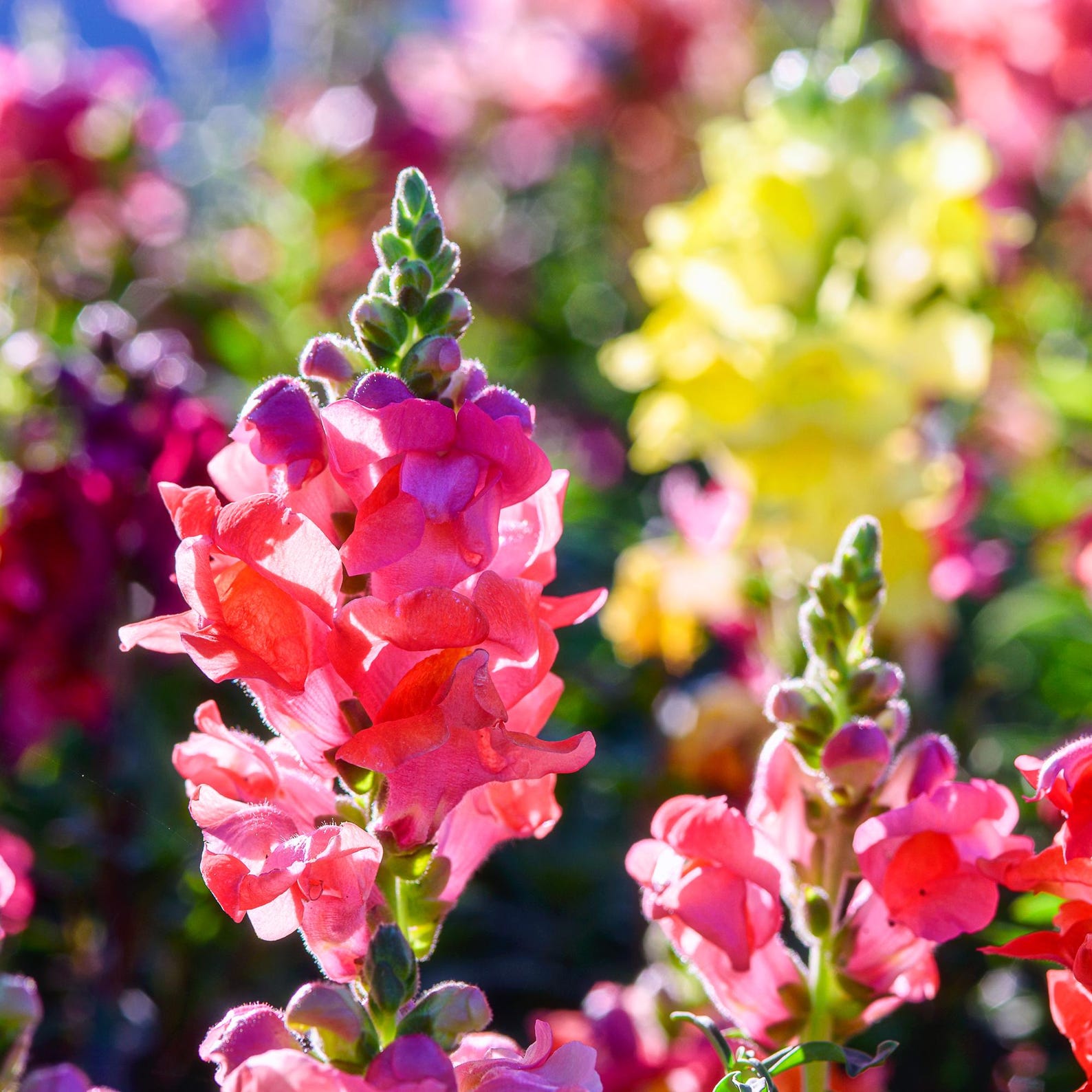 Beginner Cut Flower Garden Design Plan: Easy Grow Pollinator Garden ...