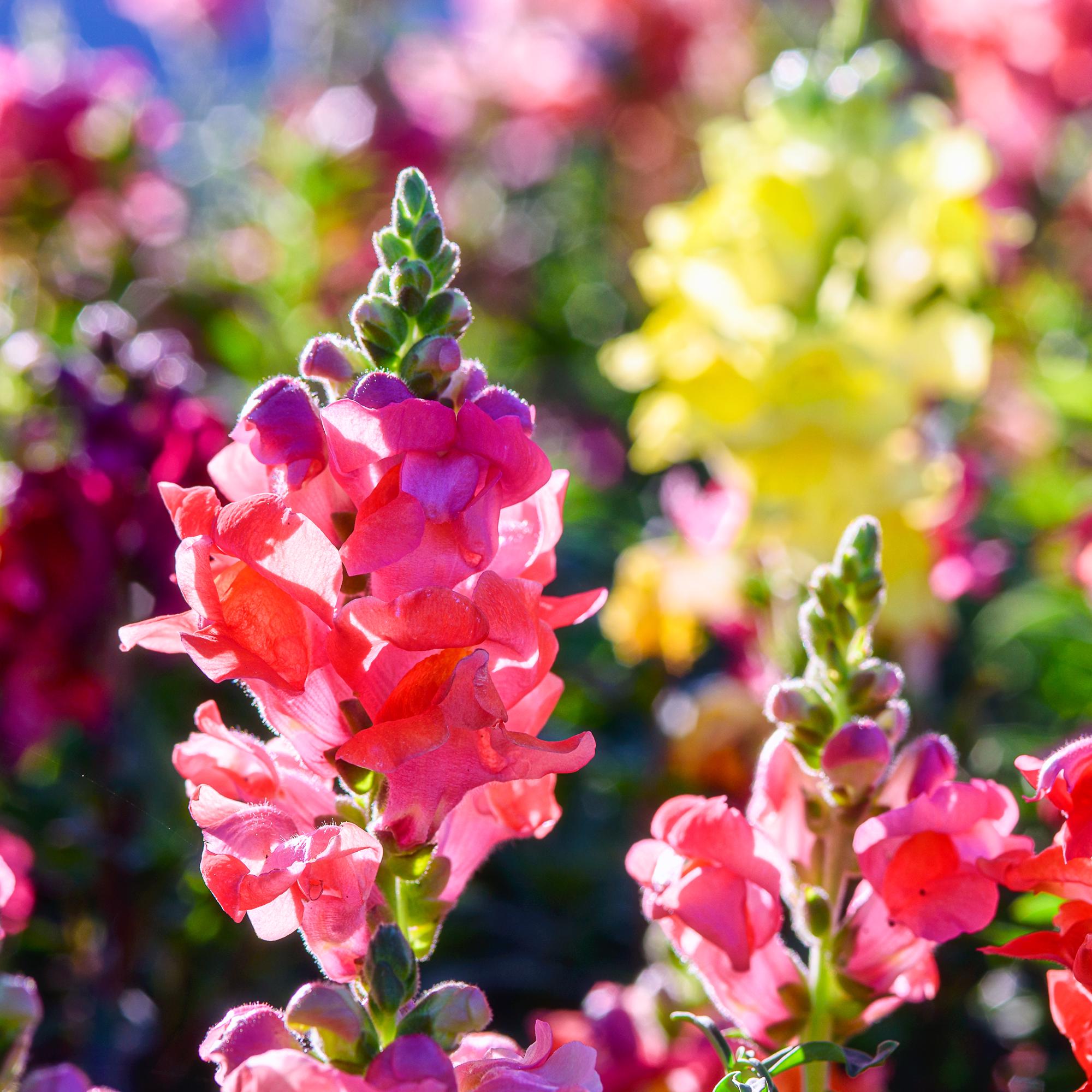 Beginner Cut Flower Garden Design Plan: Easy Grow Pollinator Garden ...