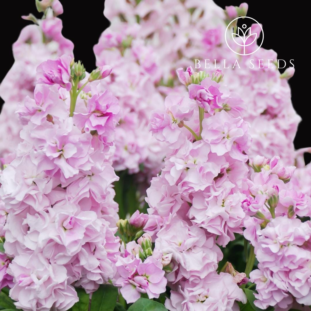 Stock Katz Cherry Blossom 10+ Seeds, Stock Matthiola - Etsy