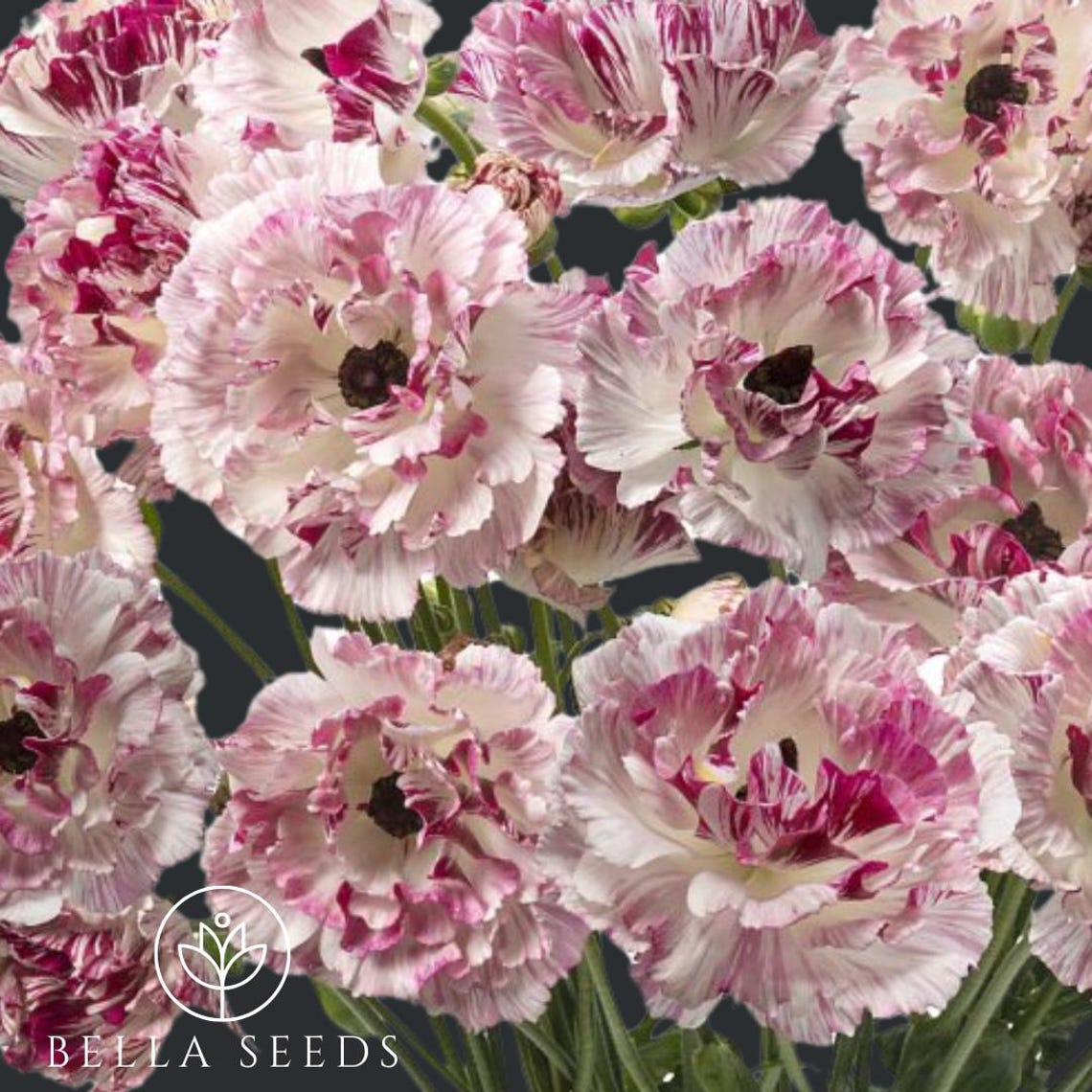 Brushmark Cesar Ranunculus Corms: Pink & Purple Persian Buttercups - Etsy