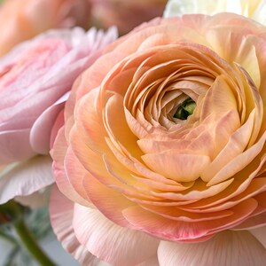 Amandine Pastel Mix Ranunculus Corms, 5-6 Cm, 10 Corms, Ranunculus ...