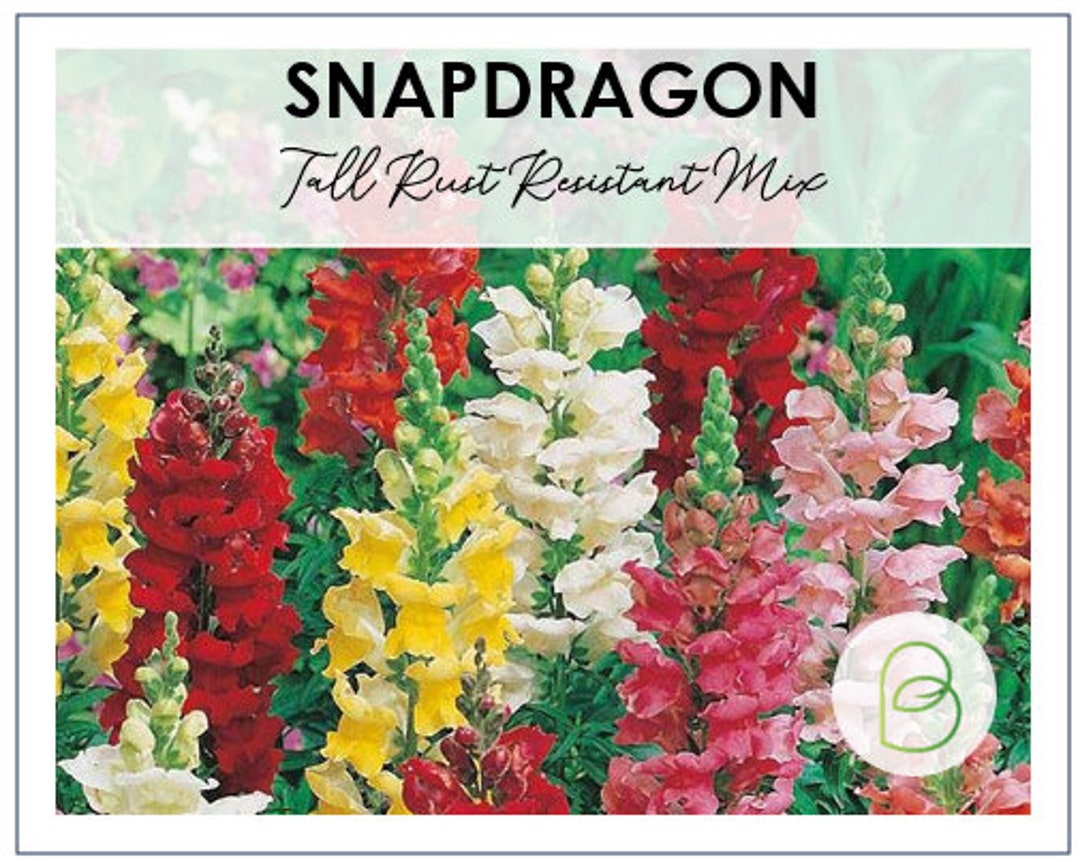 Snapdragon Seeds Tall Rust Resistant Mix - Etsy