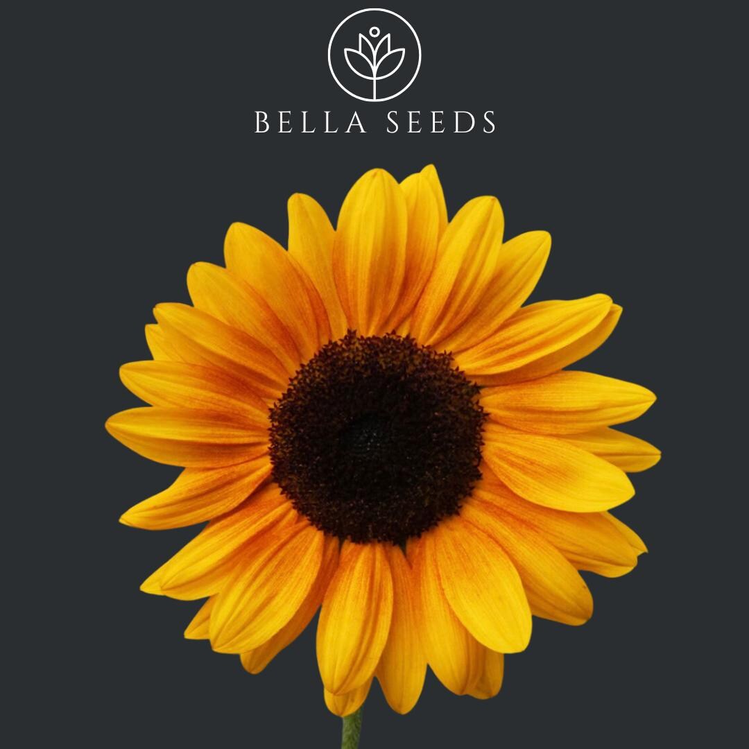 Sunflower Copper Queen 20 Seeds - Etsy