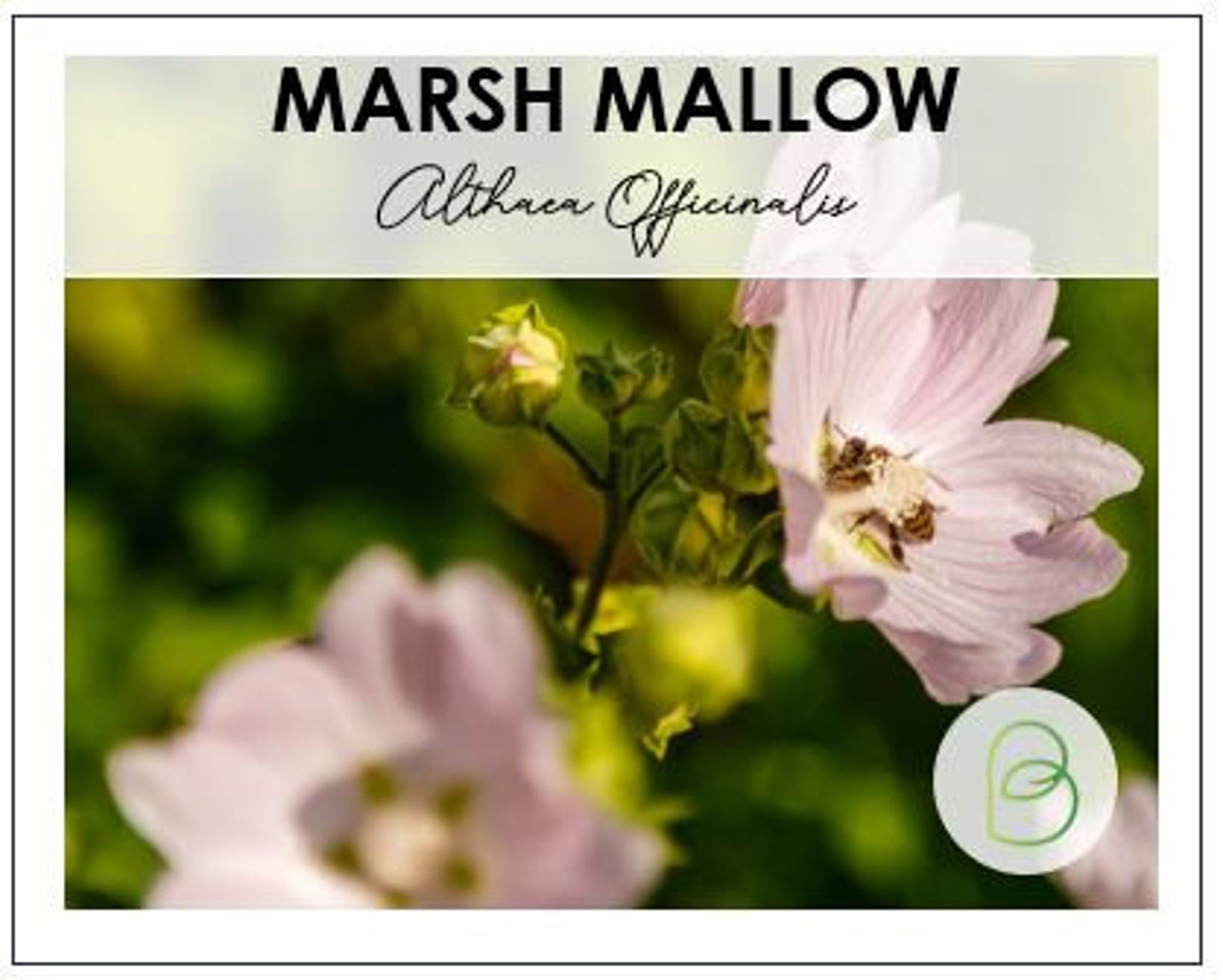 Marsh Mallow Seeds, Non-gmo, 20 Seeds, Garden Herb Seeds - Etsy