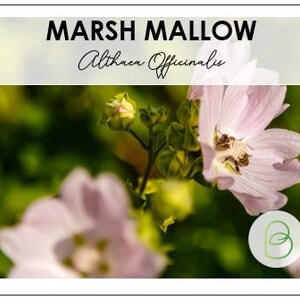 Marsh Mallow Seeds, Non-gmo, 20 Seeds, Garden Herb Seeds - Etsy