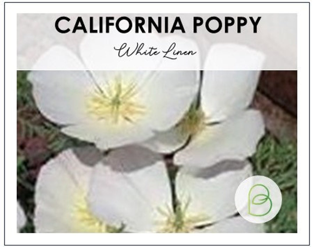 White Linen California Poppy Seeds | 50 Seeds | Pure Elegance for Your ...