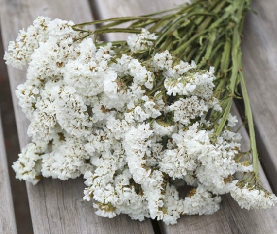 Statice Forever Silver 20 Seeds - Etsy