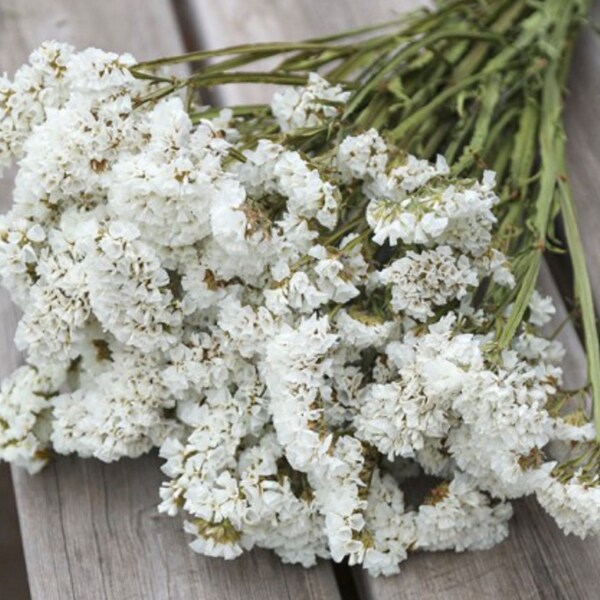 Statice Seeds - Etsy