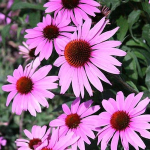 Echinacea Prairie Splendor Rose Compact 10 Seeds - Etsy