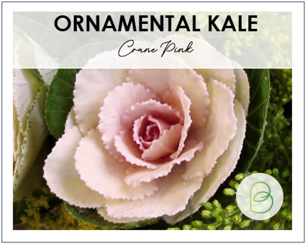 Crane Pink Flowering Ornamental Kale Seeds - Etsy