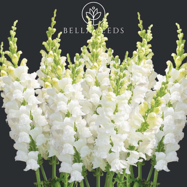 Costa Midly White Snapdragon Seeds - Elegance in Bloom (20 Seeds) - Etsy