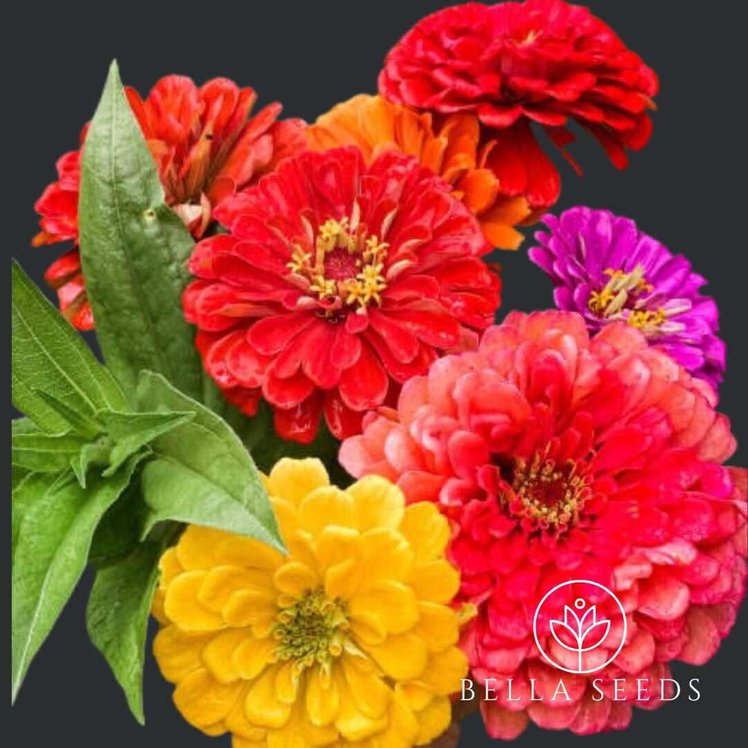 Benary's Giant Zinnia - Logan Mix, 15 Seeds, Zinnia Mix, Heirloom Seeds ...
