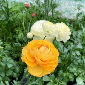 Amandine Pastel Lemon Ranunculus Corms, 3-4 Cm, Ranunculus Corms ...