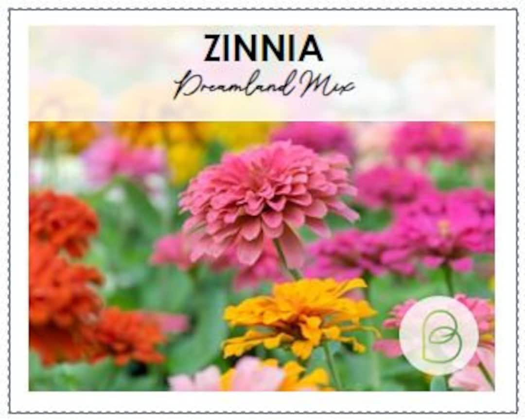 Zinnia Dreamland Mix 10 Seeds, Dwarf Zinnia, Landscape Flower, - Etsy
