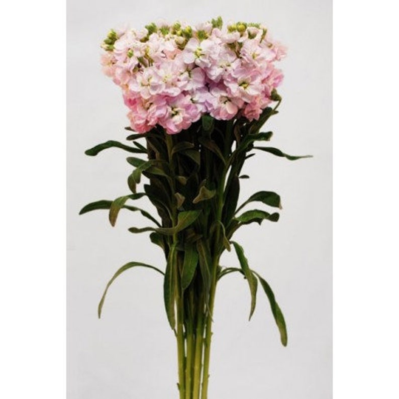 Stock Column Appleblossom 25+ Seeds, Stock Matthiola - Etsy