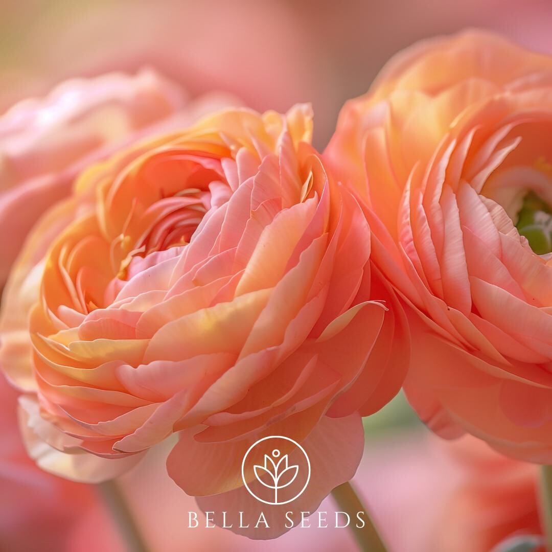 Half Clone Tango Ranunculus Corms, 4-5 Cm, Ranunculus Corms, Persian Buttercups - Etsy