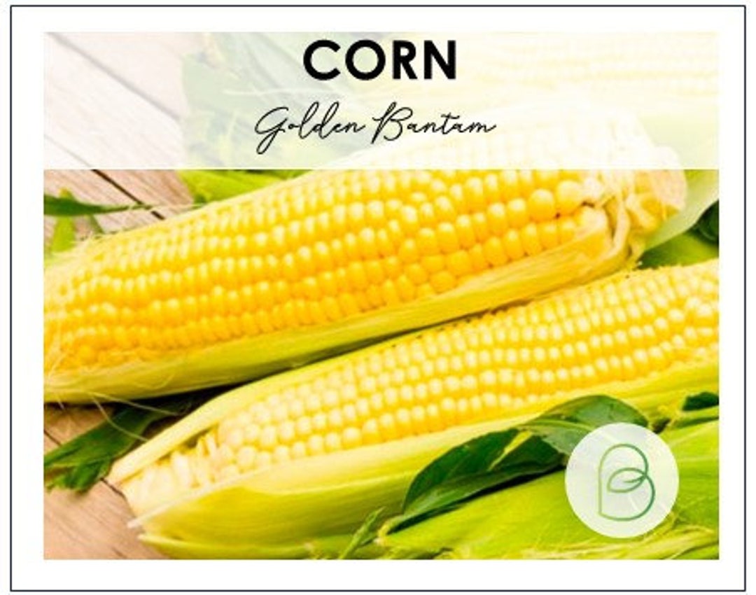 Golden Bantam Corn 50 Seeds (15g), Sweet Corn Seeds, Non-gmo, Heirloom ...