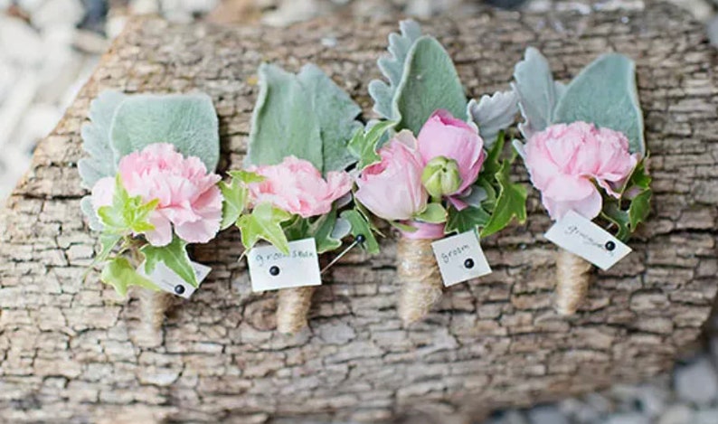 25 Dusty Miller New Look Seeds - Etsy