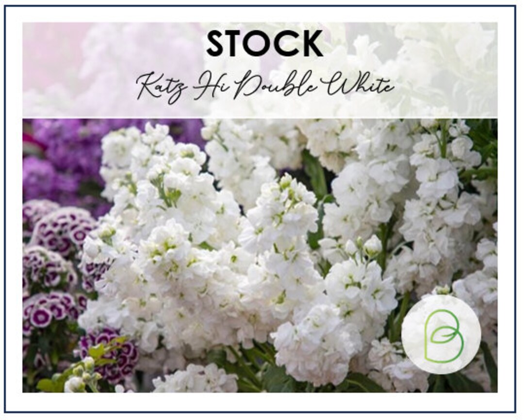 Stock Katz Hi Double White 10 Seeds, Stock Matthiola - Etsy
