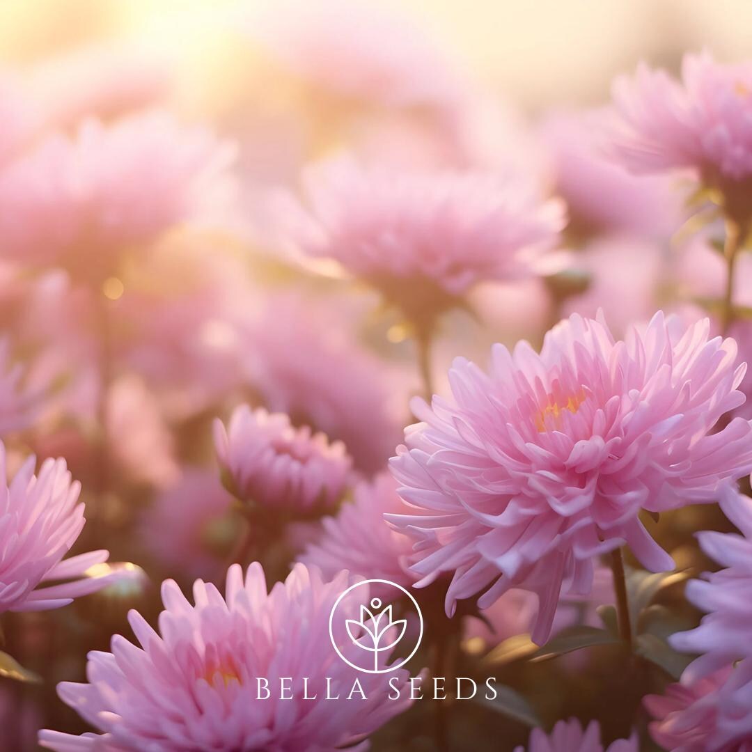 Aster Gremlin Light Rose Seeds: Rare Cut Flowers - Etsy