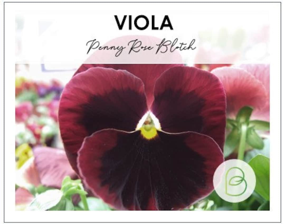 Viola, Penny Rose Blotch 15+ Seeds - Etsy