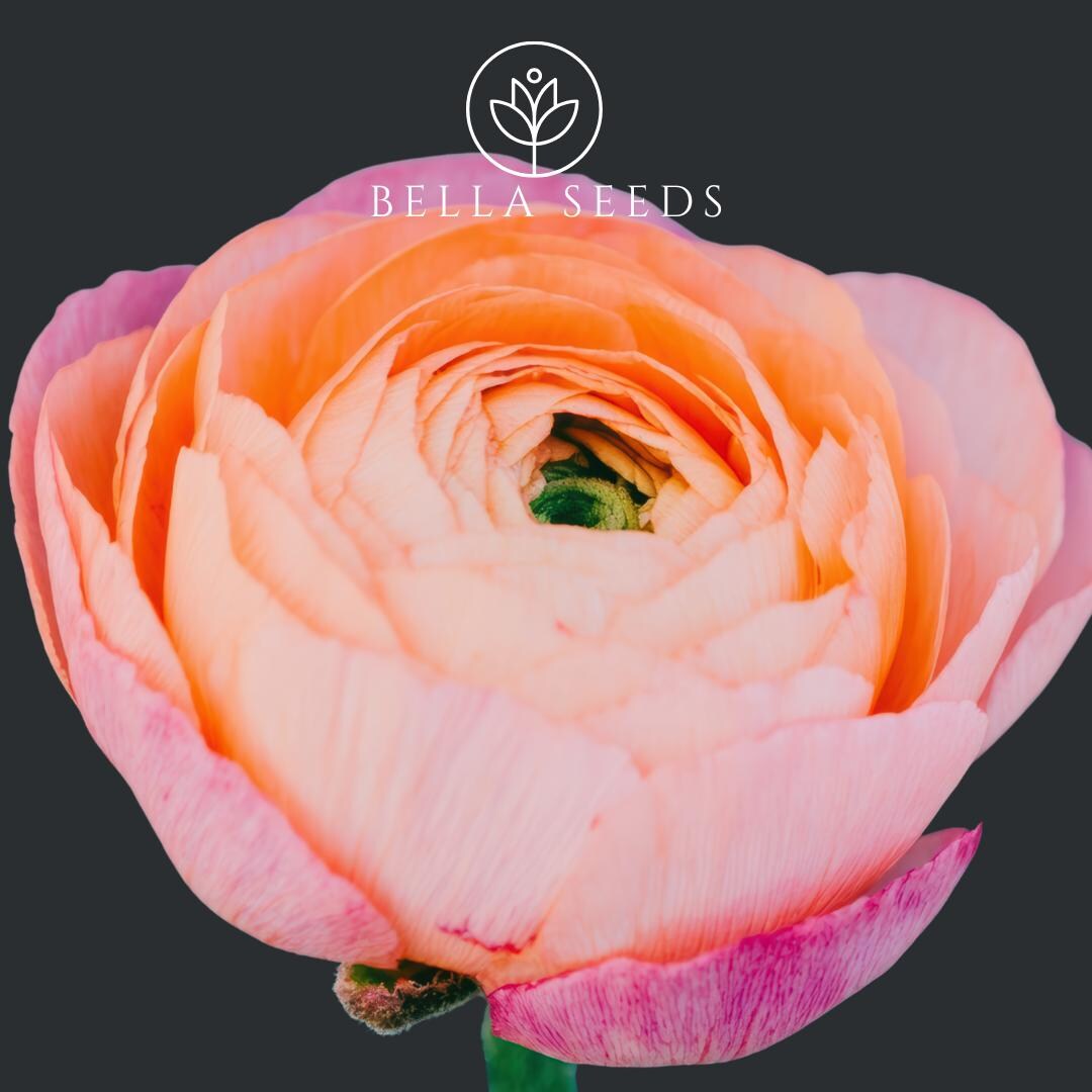 Clone Averyron Ranunculus Corms | Extra-large 7cm+ | Soft Pink Blooms ...