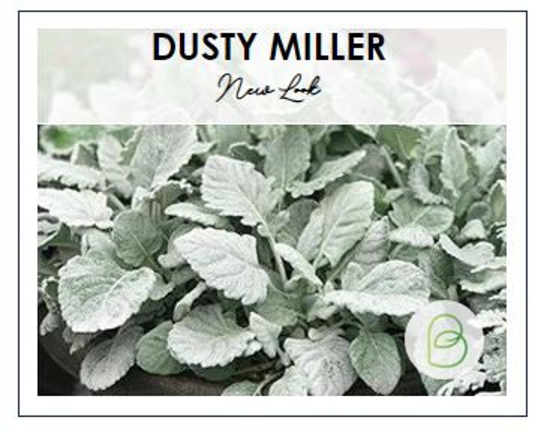 50 Dusty Miller New Look Pelleted Seeds - Etsy
