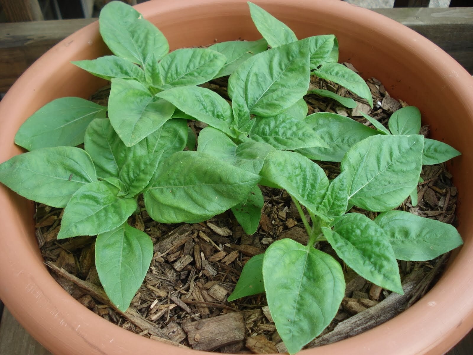 Procut Orange Excel Sunflower 10 Seeds F1 Seeds Hybrid - Etsy