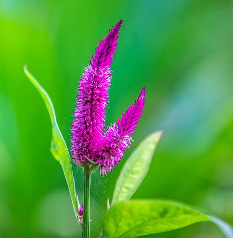 Beginner Cut Flower Garden Design Plan: Easy Grow Pollinator Garden ...