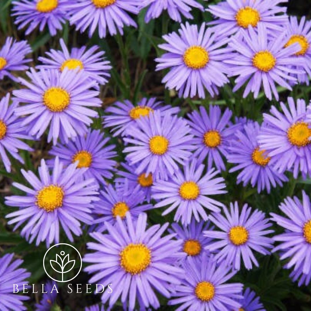 Aster Wartburg 50 Seeds Star Aster Tongolensis Seeds Wild Flower Seed ...