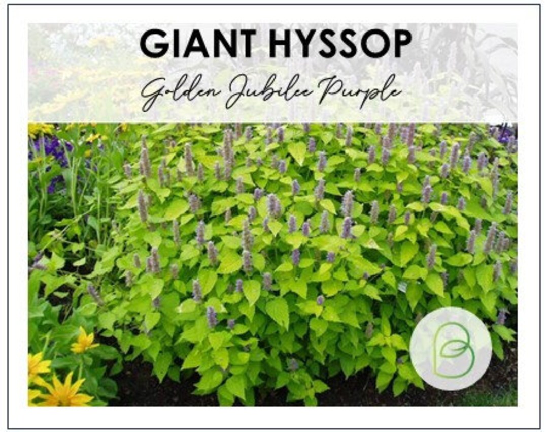 Golden Jubilee Purple Giant Hyssop 5 Seeds, Agastache Foeniculum - Etsy