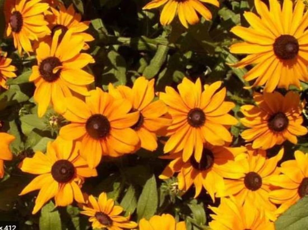 Rudbeckia Marmalade 25+ Seeds, Rudbeckia Hirta Seeds, Black Eyed Susans ...