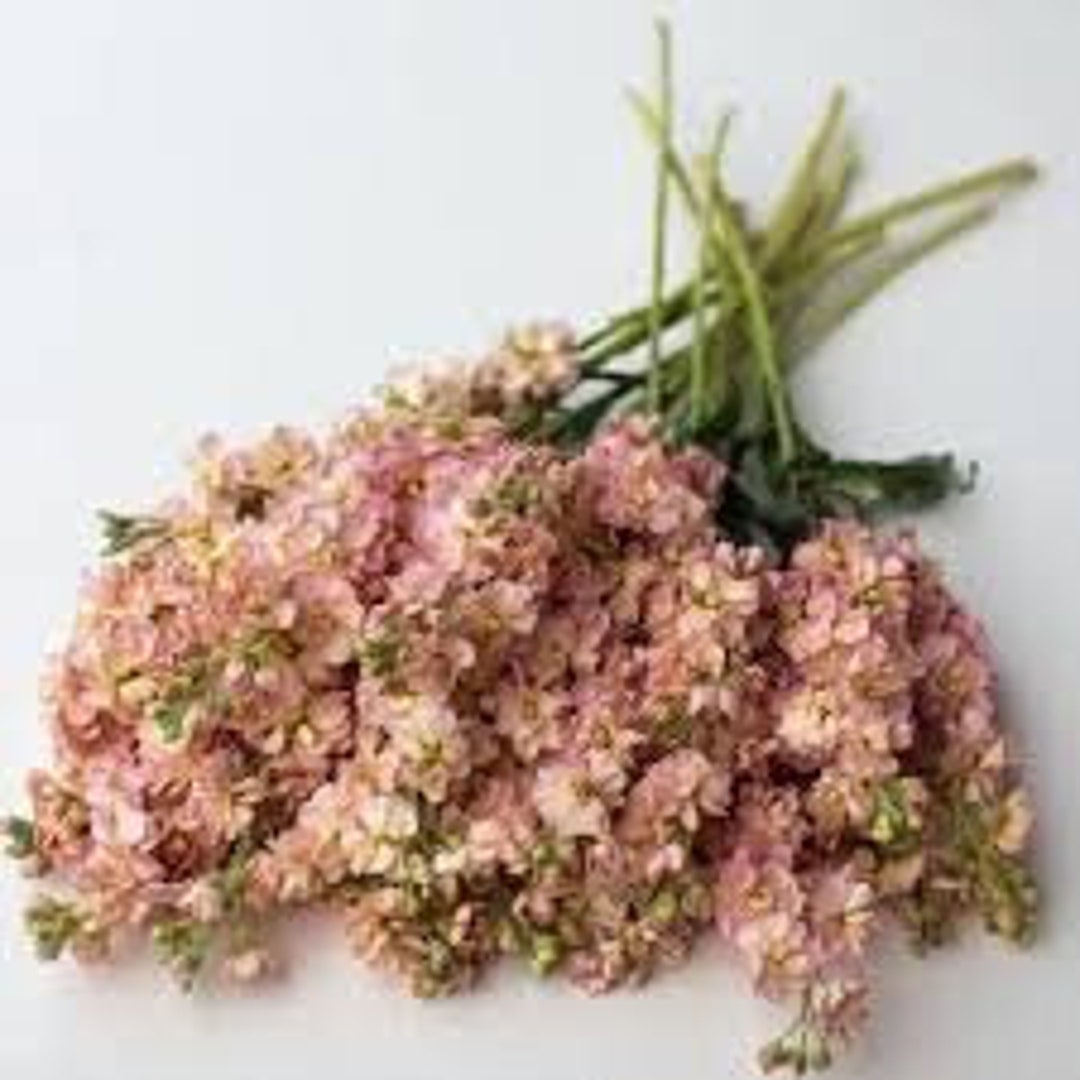 Stock Column Apricot 25 Seeds, Stock Matthiola - Etsy