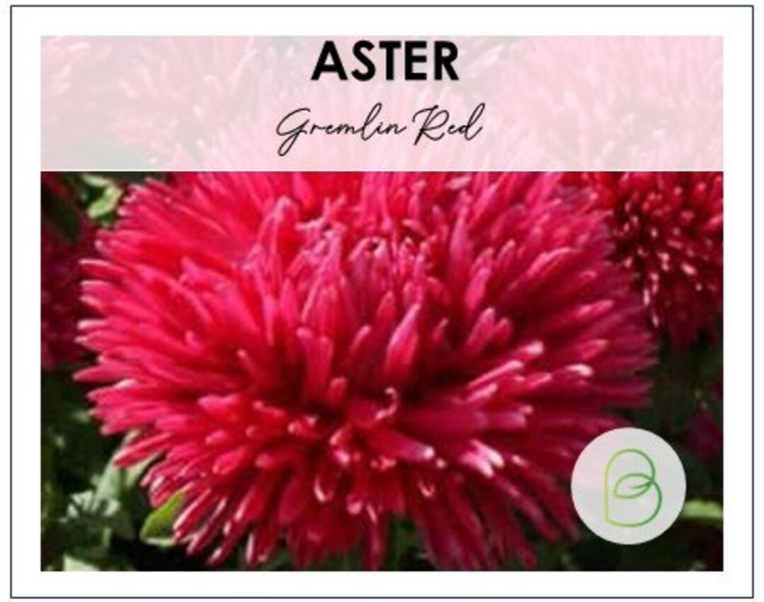Aster Gremlin Red 25 Seeds, Cut Flower Seeds, Pompon Blooms, Garden ...