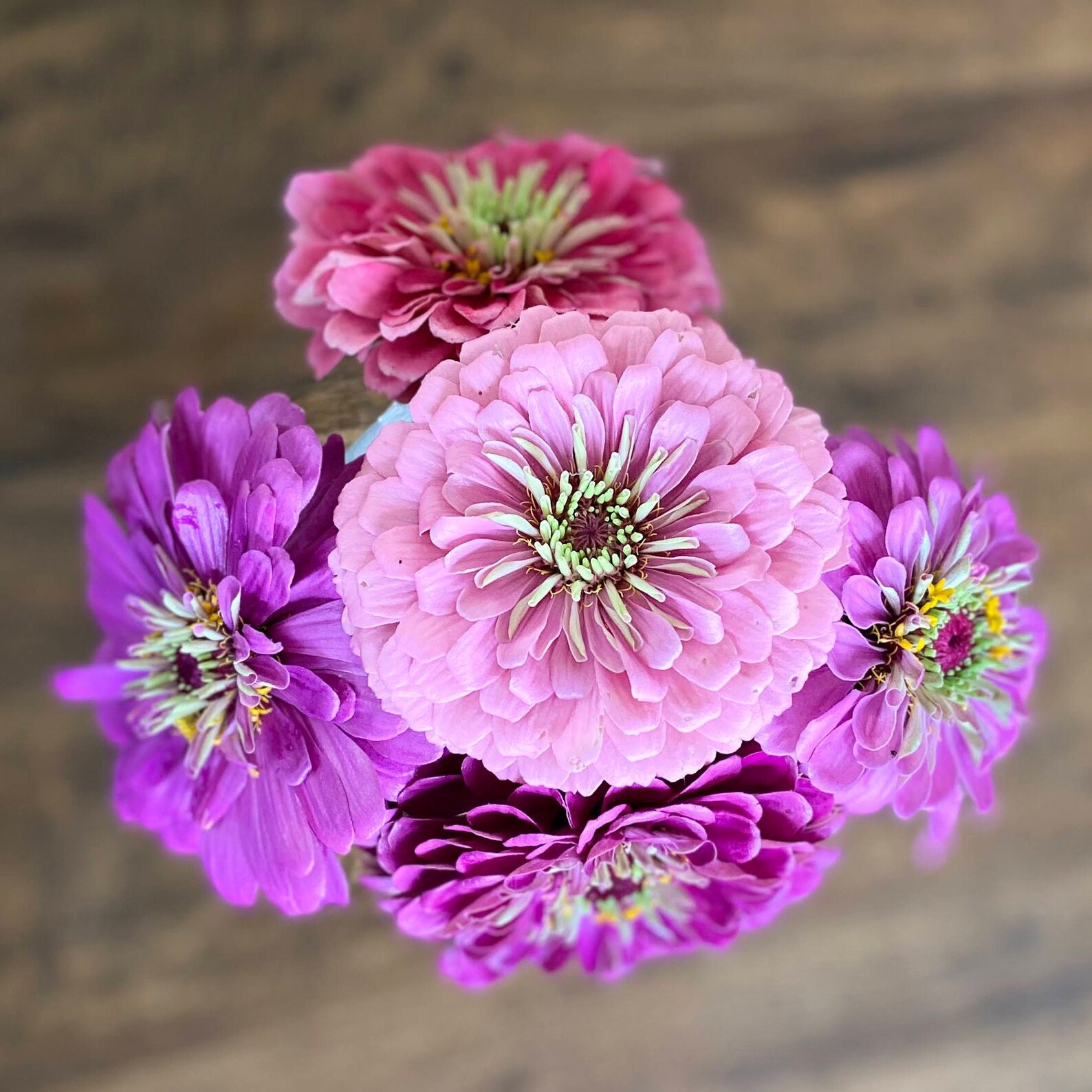 Benary's Giant Zinnia - Adeline Mix, 15 Seeds, Zinnia Mix, Heirloom ...