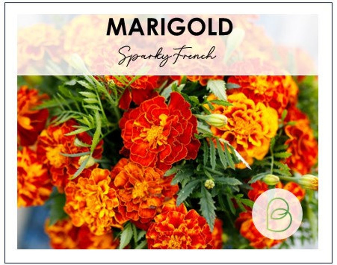 Sparky French Marigold 100 Seeds (0.3g) Mix - Etsy