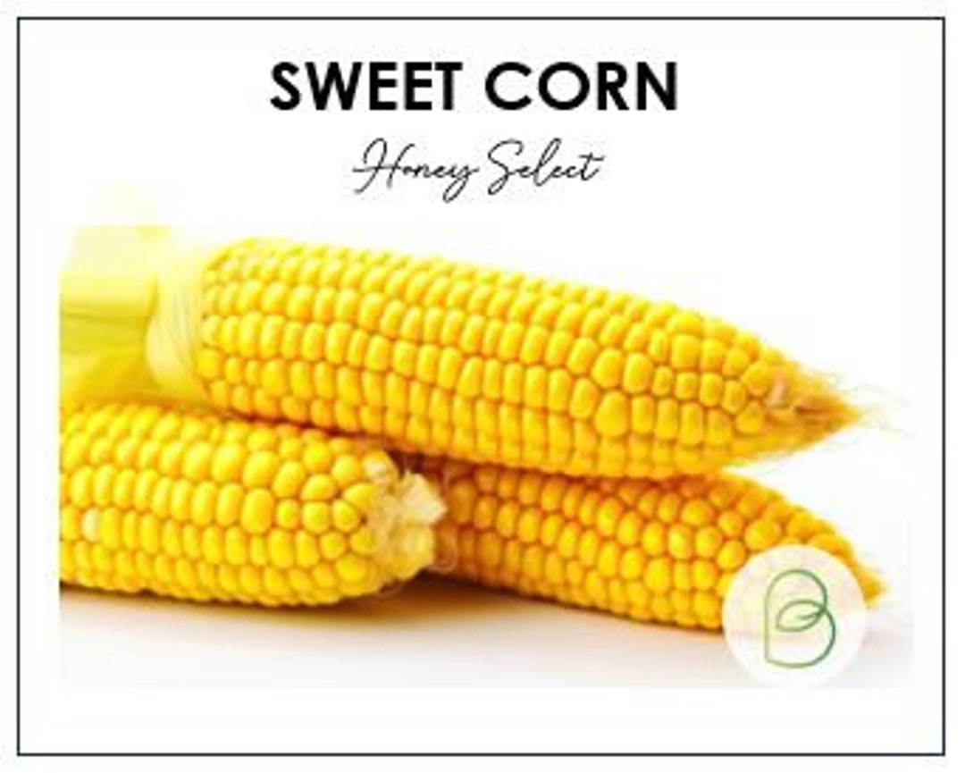 Honey Select Hybrid Yellow Sweet Corn Seeds, Zea Mays, Heirloom Seeds ...