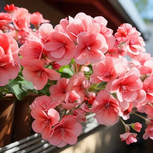 Maverick Salmon Geranium Seeds Annual Flower Seeds Pelargonium X ...