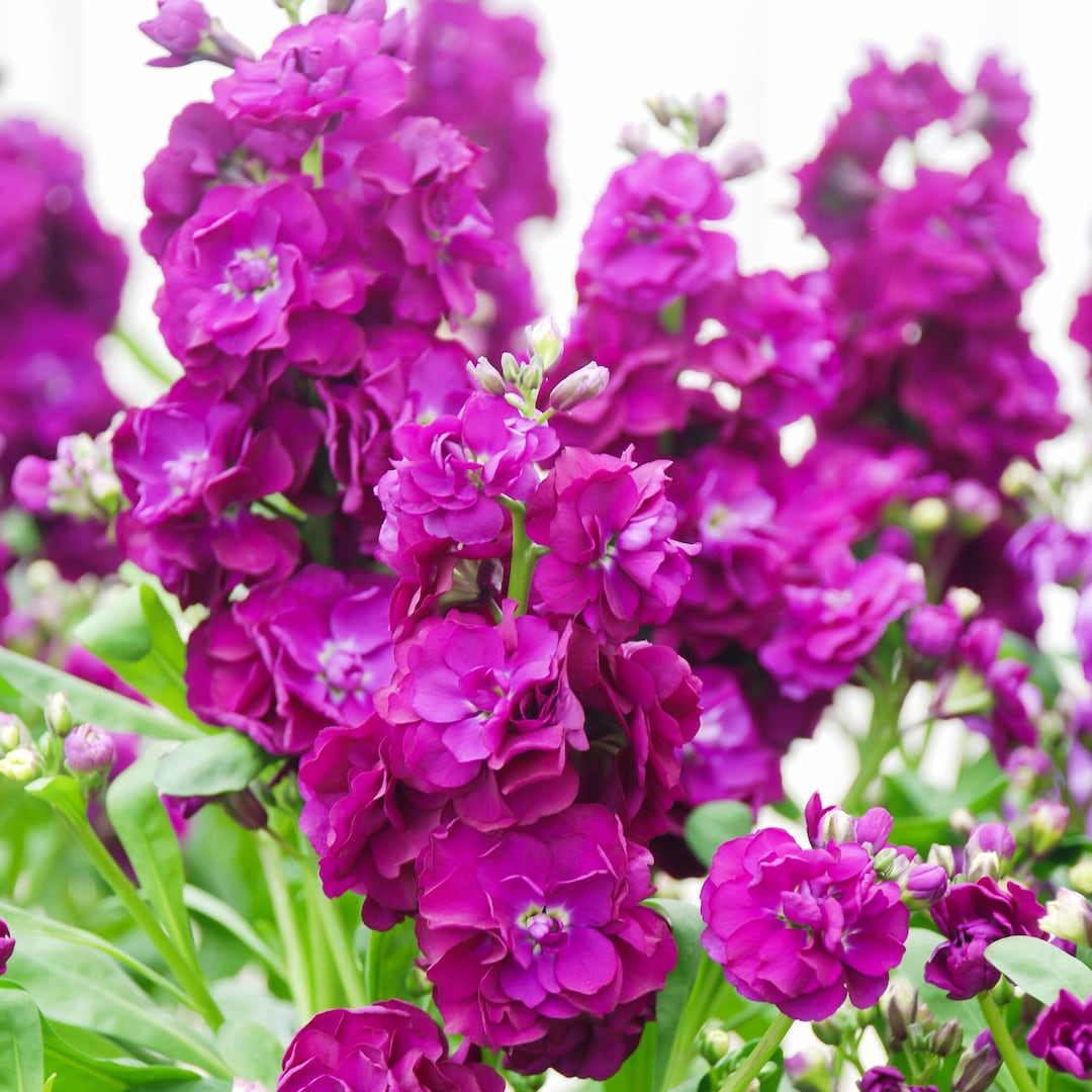 Stox Deep Rose stock Matthiola Seeds 20 Seeds Timeless - Etsy