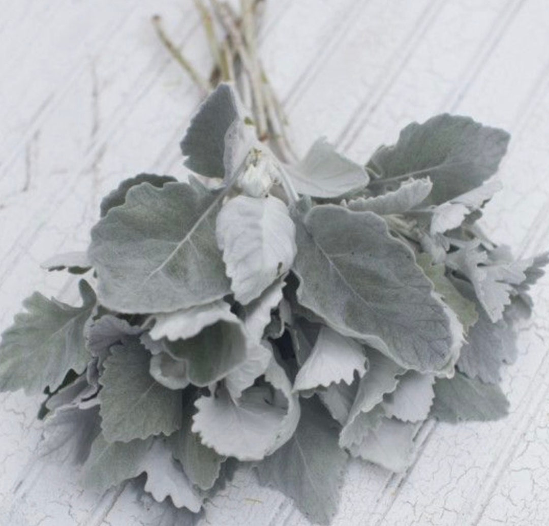 25 Dusty Miller New Look Seeds - Etsy