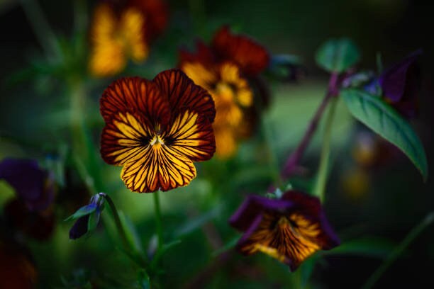 20 Viola, Tiger Eye Mix PRIMED Seeds - Etsy