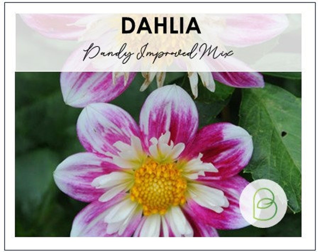 Dahlia Dandy Improved Mix 25 Seeds - Etsy