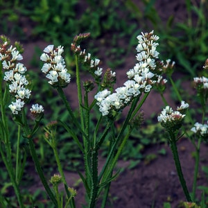Statice Forever Silver 20 Seeds - Etsy