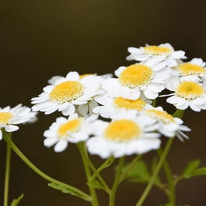 Feverfew Magic Single 15+ Seeds, Chrysanthemum Parthenium, Matricaria ...
