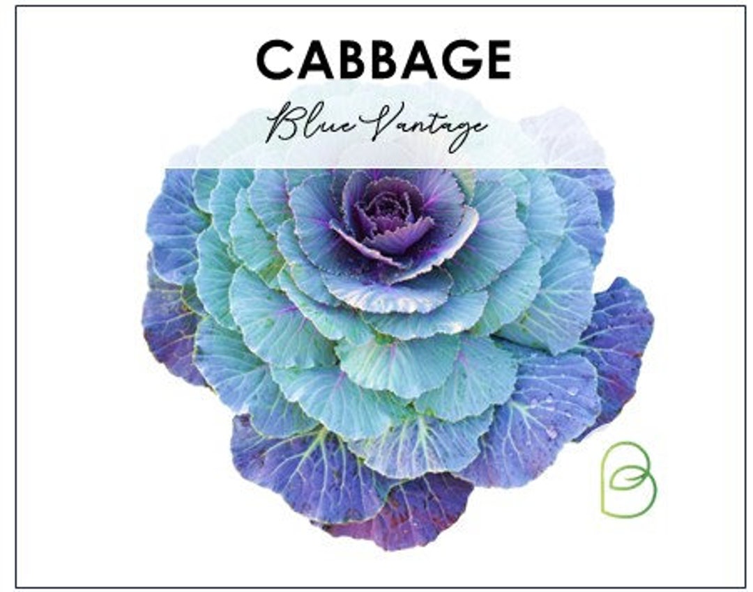 Blue Vantage Cabbage Seeds, 25 Seeds, Heirloom Seeds, Vegetable Seeds ...