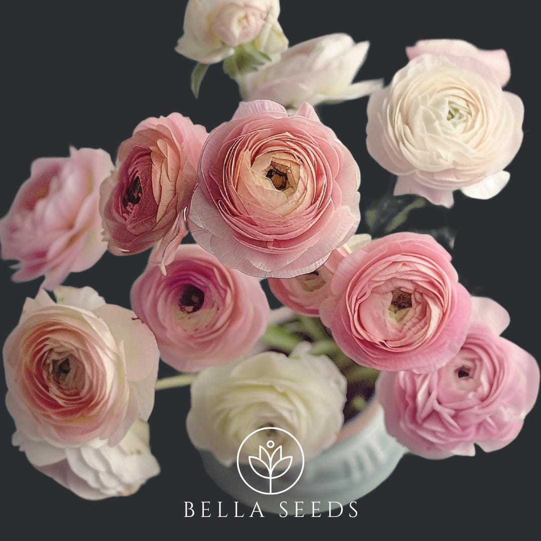 Amandine Porcelaine Ranunculus Corms, 10 Corms, Persian Buttercups ...