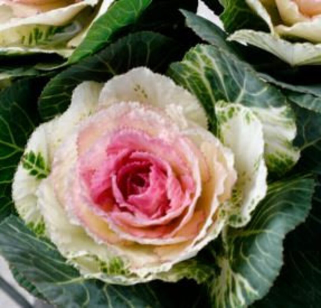 Crane Rose Flowering Ornamental Kale Seeds - Etsy