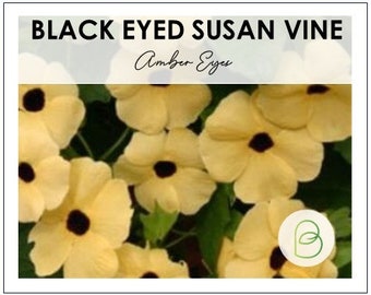 Black-eyed Susan Thunbergia Alata Spanish Eyes Vines Plant Seeds 20 ...