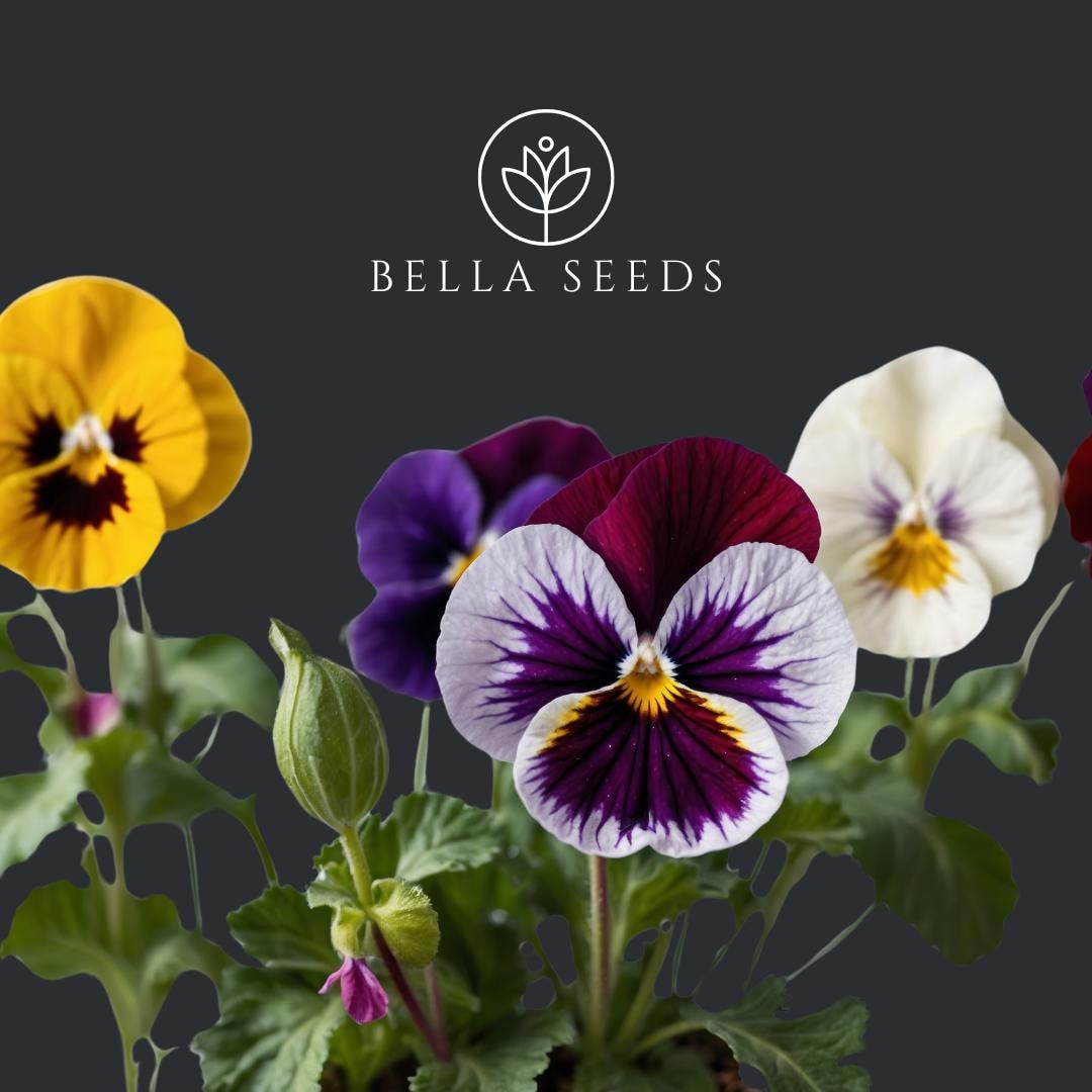 Aalsmeer King Size Viola Seeds: Vibrant Blooms (50 Seeds) - Etsy