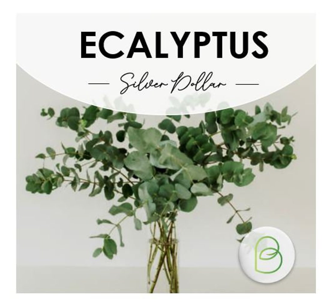 Silver Dollar Tree Eucalyptus Seeds Coated Seeds - Etsy